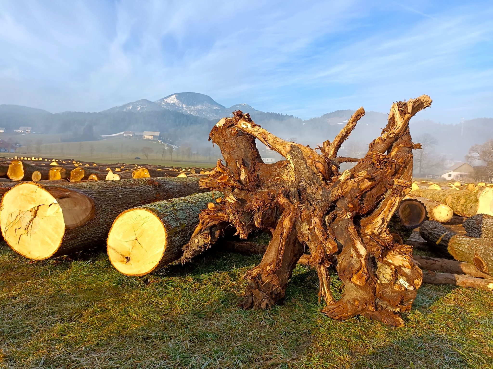 Wertholzsubmission 2023 in Slovenj Gradec – Ein Erlebnis für Freunde der Forst- und ...
