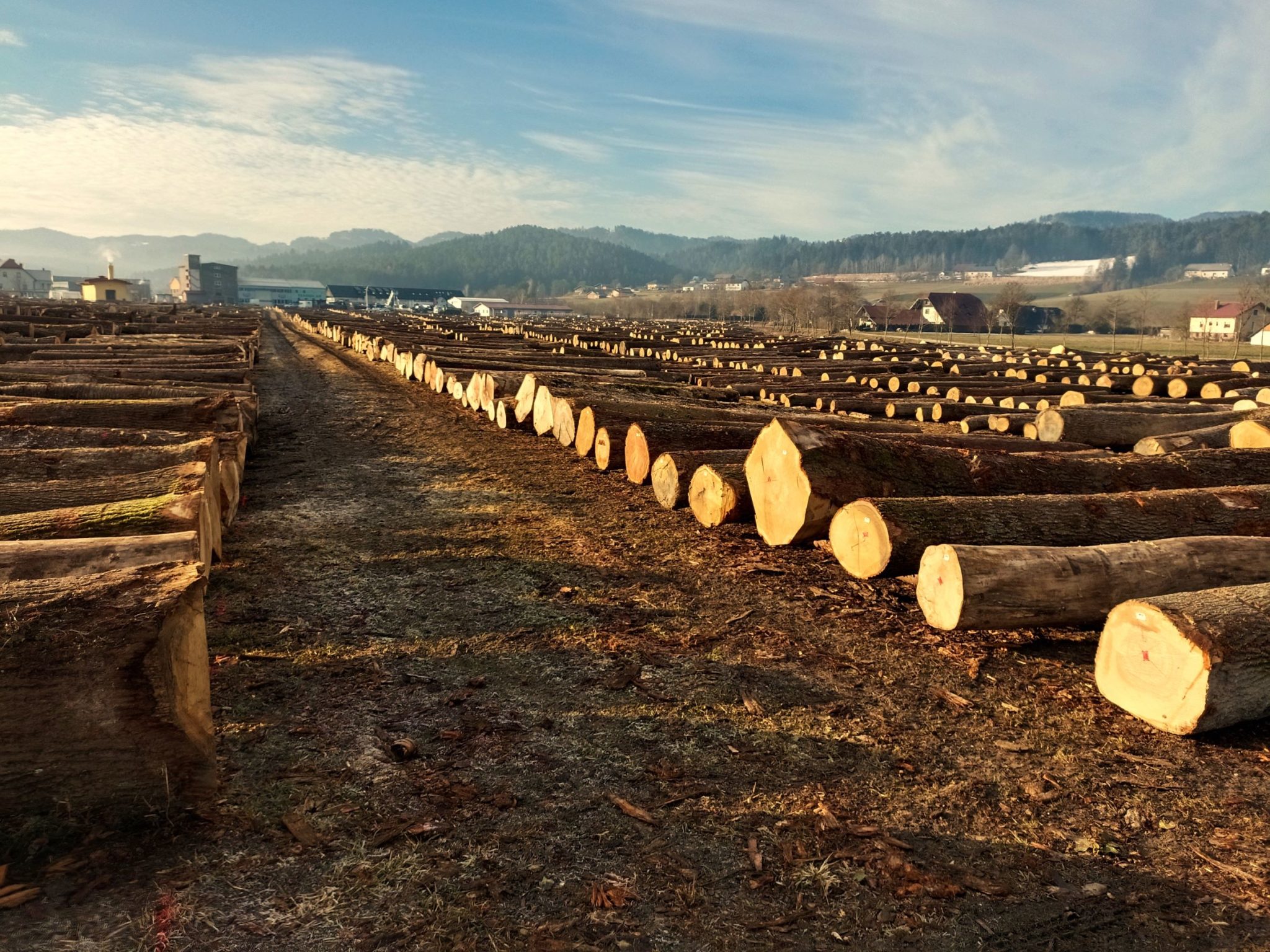 Wertholzsubmission 2023 in Slovenj Gradec – Ein Erlebnis für Freunde der Forst- und ...